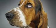 The World s 10 Least Intelligent Dog Breeds TheRichest